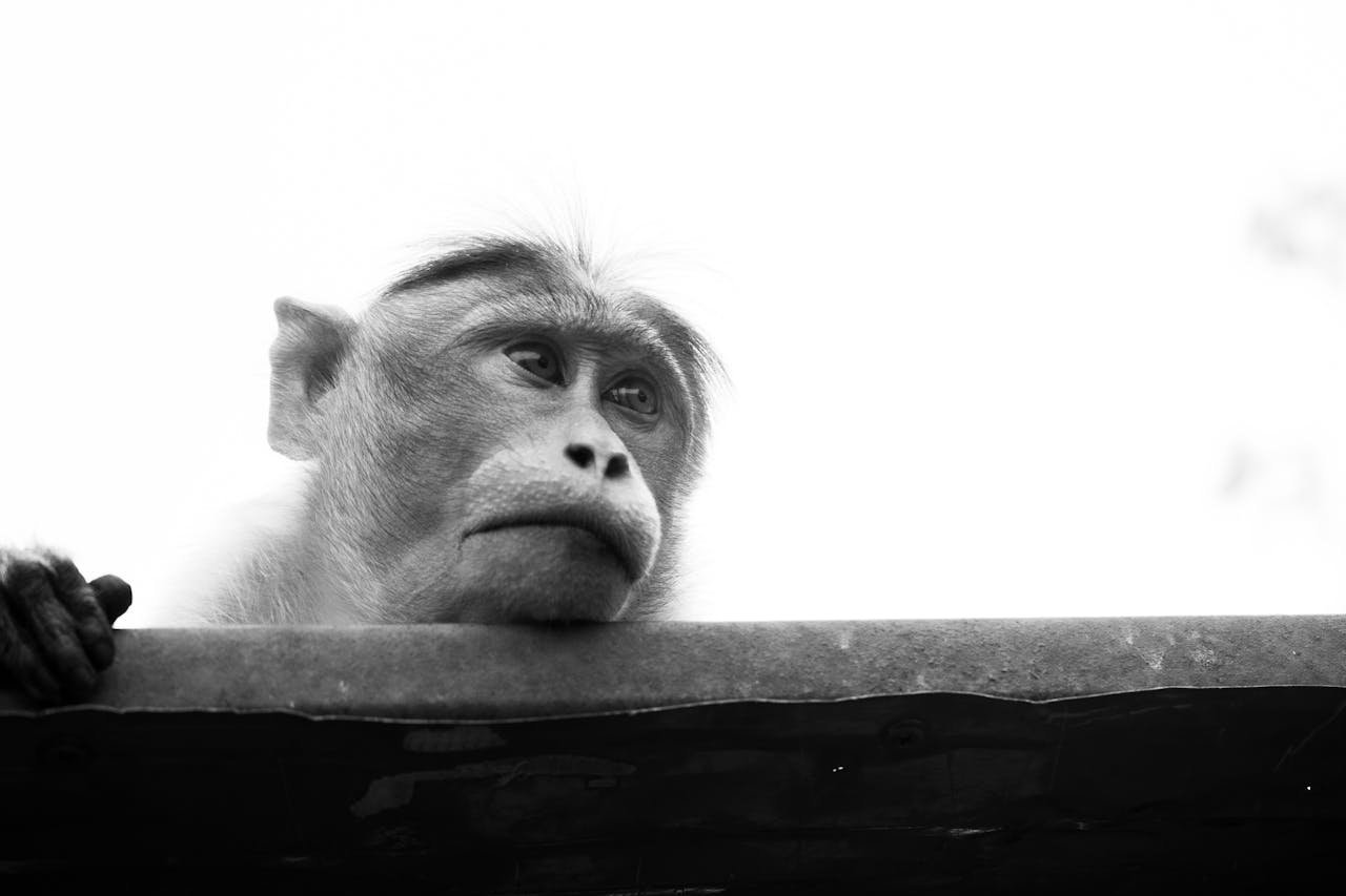 Monkeypox : A Viral Visitor - Behind Matters